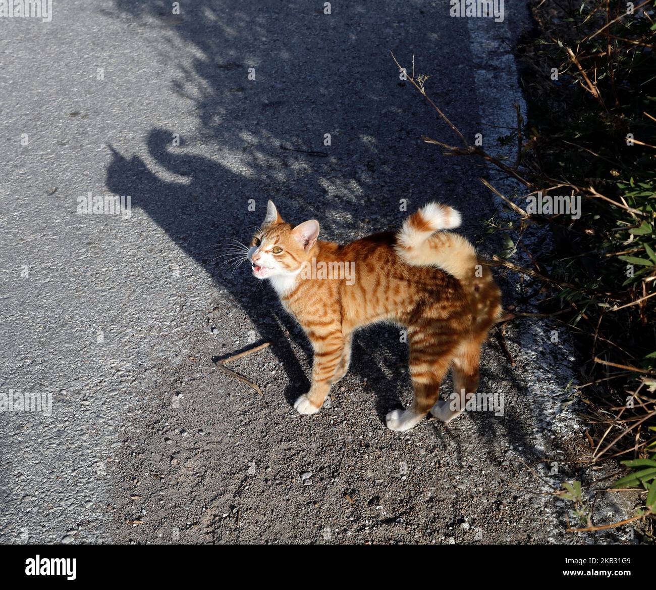 Mewing cat hi-res stock photography and images - Alamy