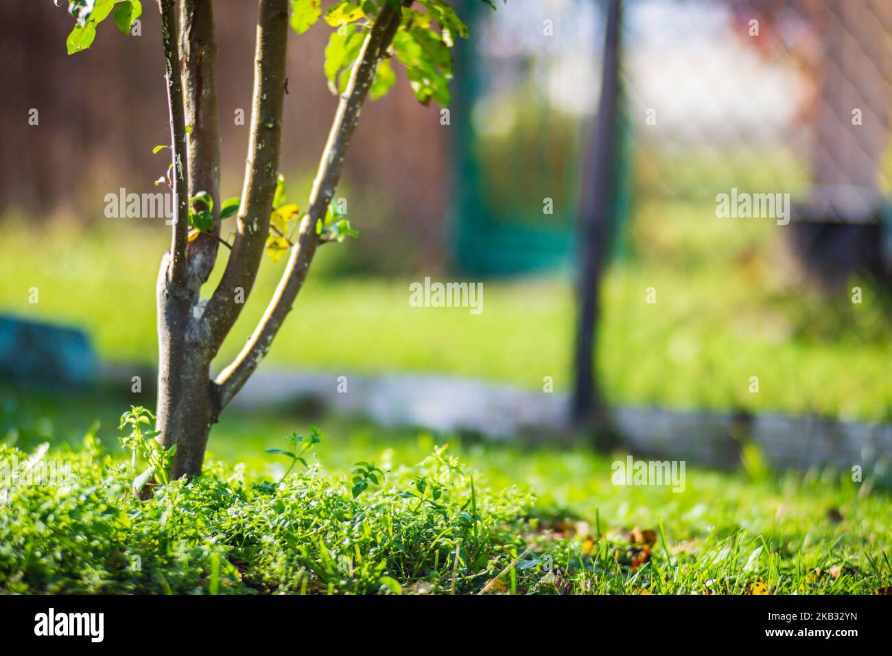 Garden fruit tree. Beautiful natural countryside landscape with strong ...