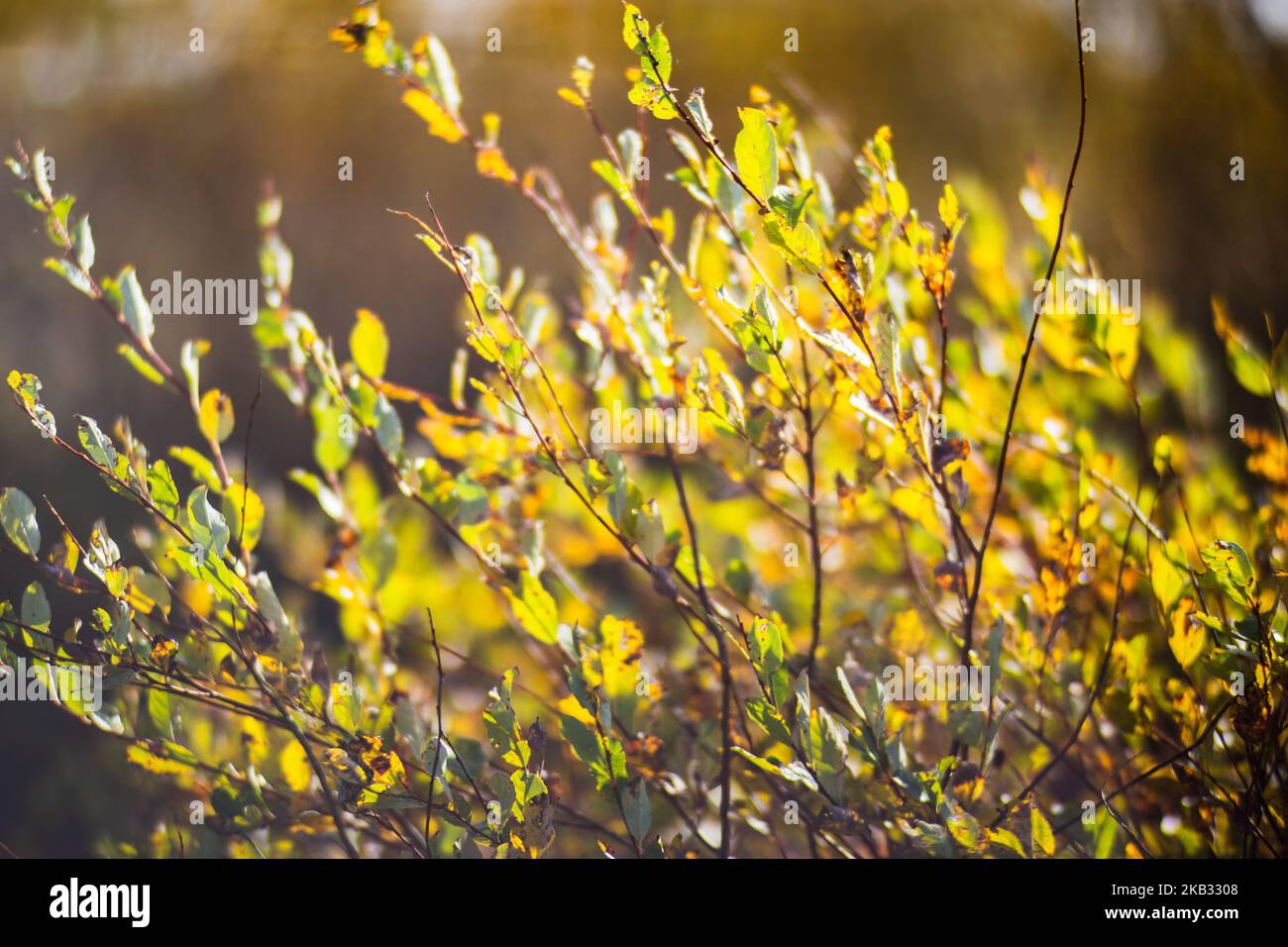 Tree branch with colorful autumn leaves close up. Autumn background ...