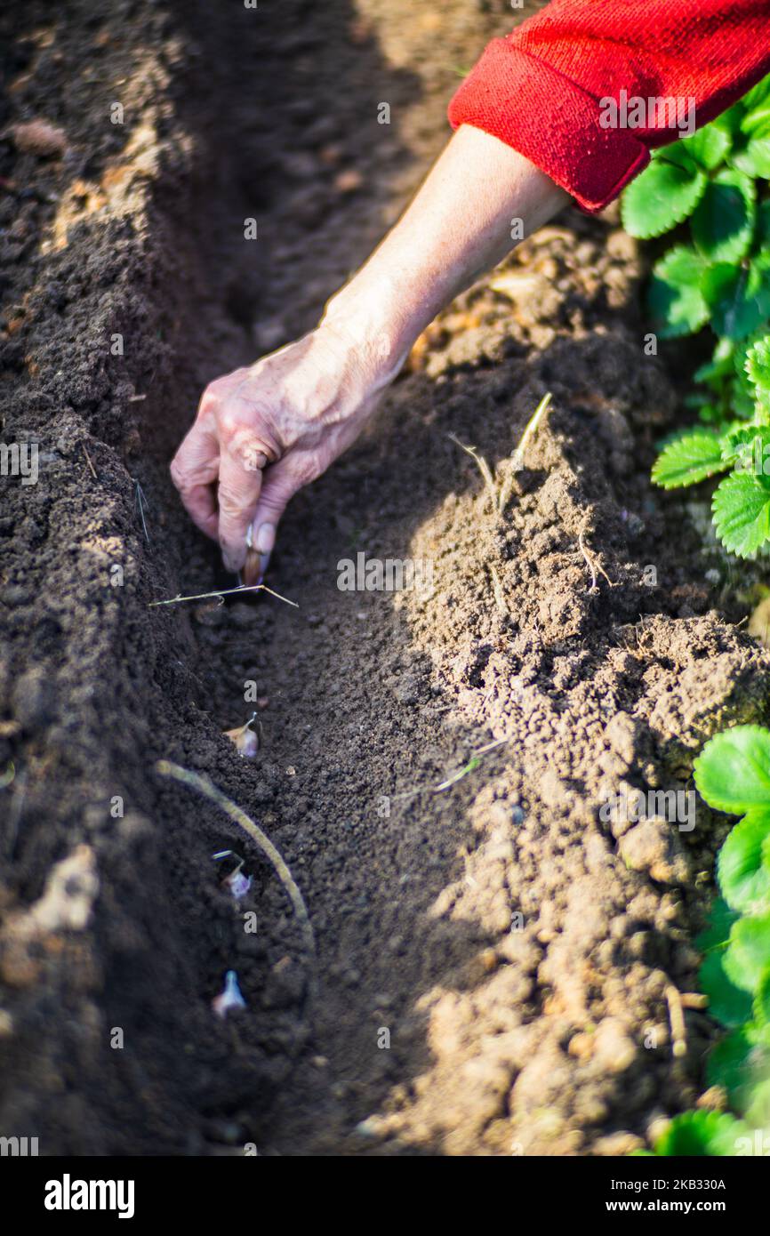 Planting agricultural seeds of garlic on a bed in the garden ...