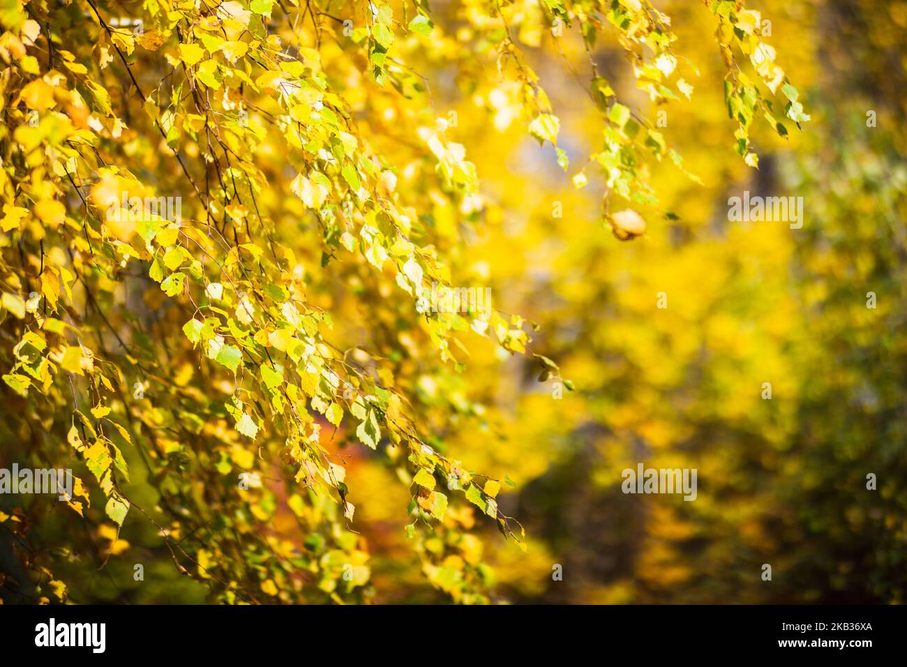 Tree branch with colorful autumn leaves close up. Autumn background ...