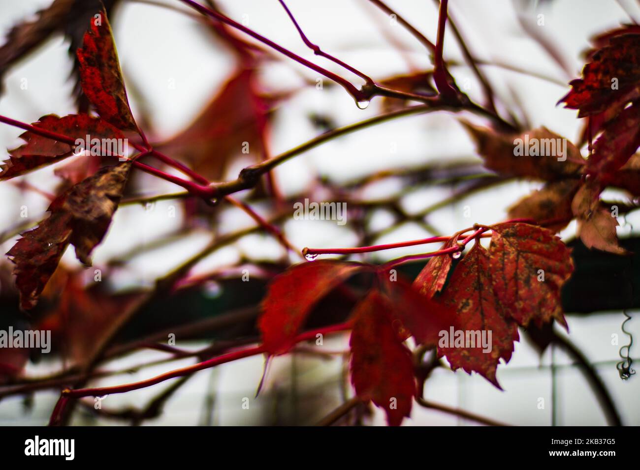 Colorful autumn leaves close up. Autumn background. Beautiful natural ...