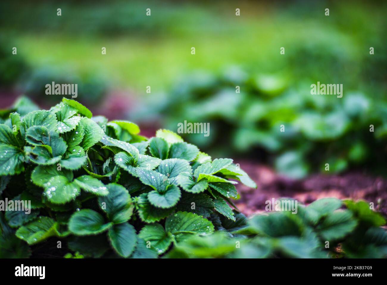 Planted strawberry crops with water drops on the leaves. Cultivated ...
