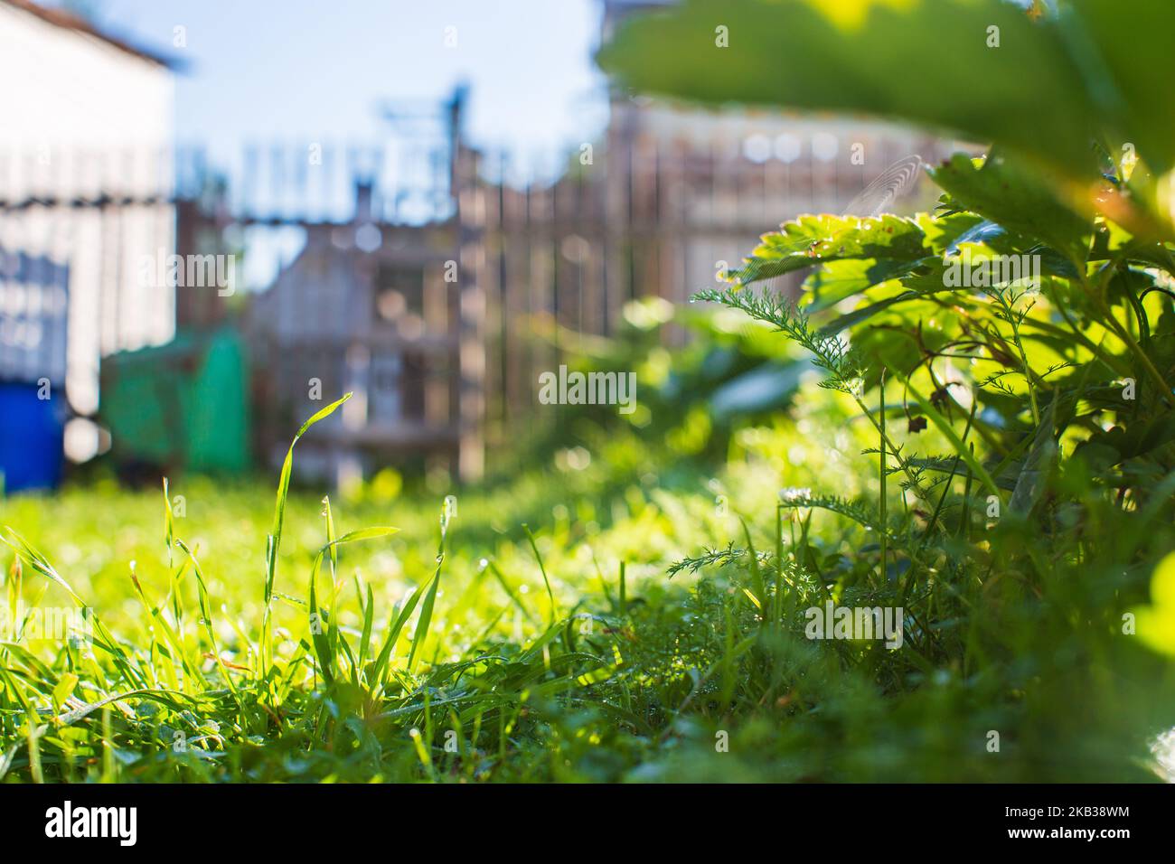 Fresh green grass in sunny summer day in village. Beautiful natural ...