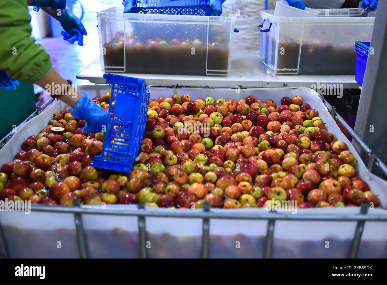 View of the apple pressing day at The Orchard Project in East London ...
