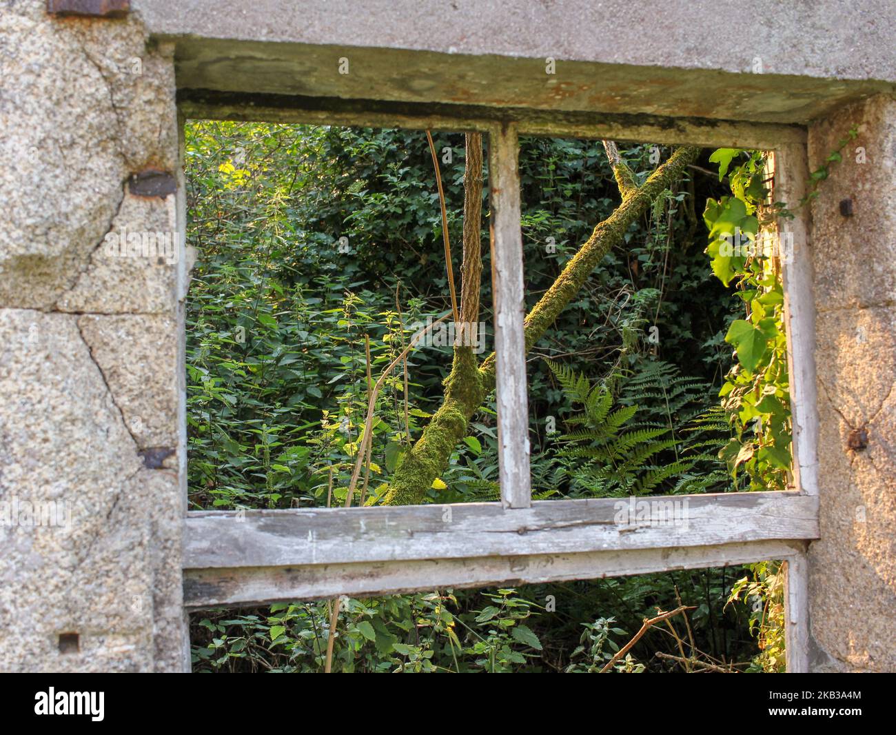 window of an abandoned house and nature behind it Stock Photo - Alamy