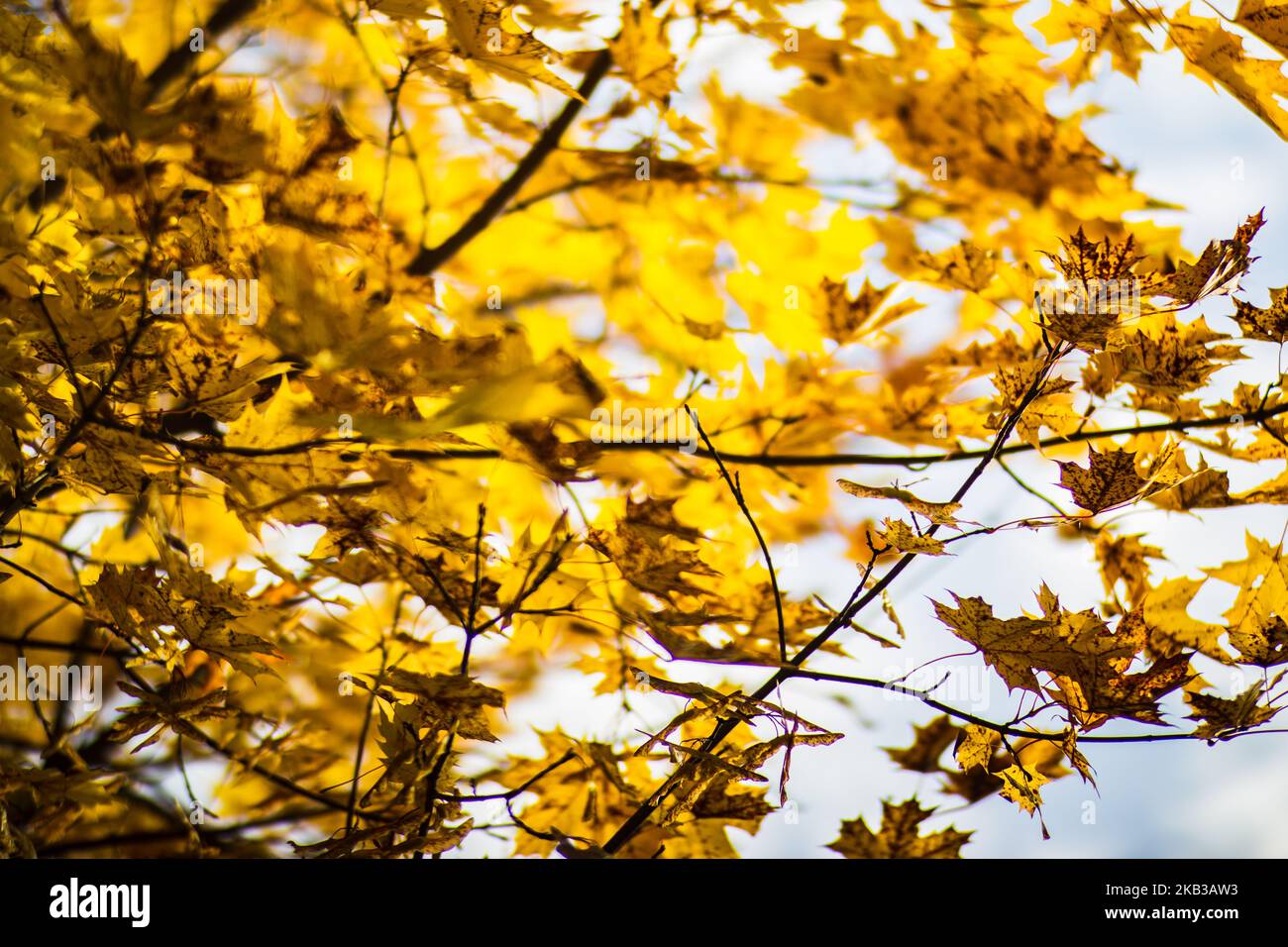 Tree branch with colorful autumn leaves close up. Autumn background ...
