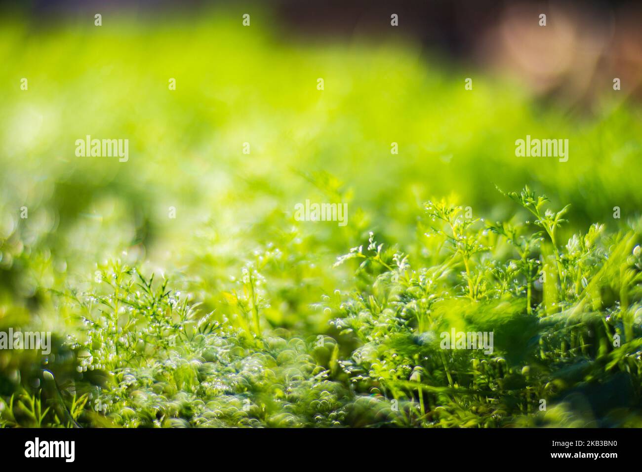 Green nature sprout in the soil hi-res stock photography and images - Alamy