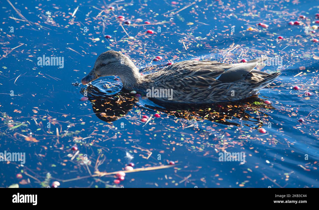 Cranberry Harvest in West Yarmouth, Massachusetts (USA) on Cape Cod. A ...