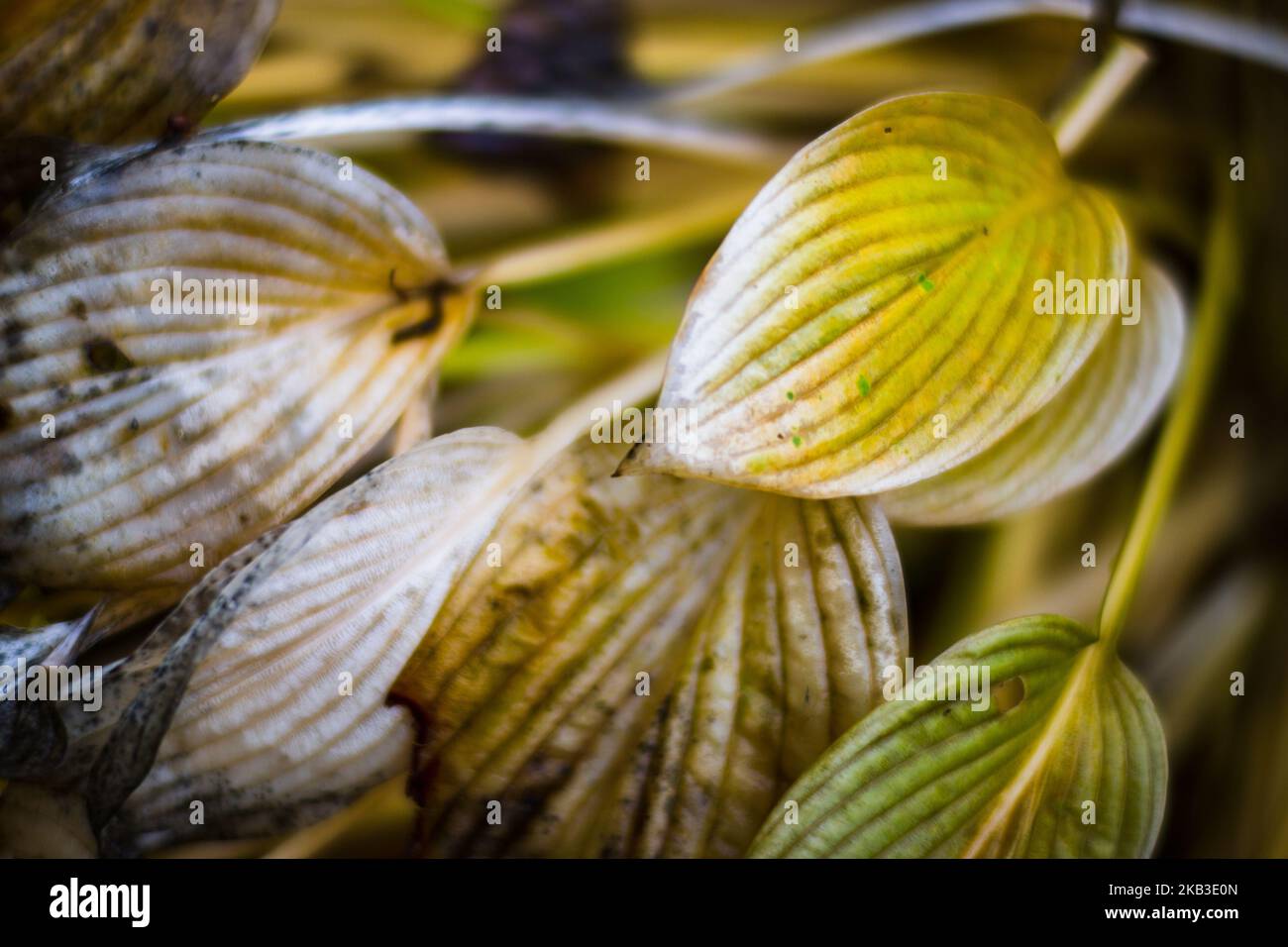 Old autumn leaves of the plant close-up. Beautiful autumn natural ...