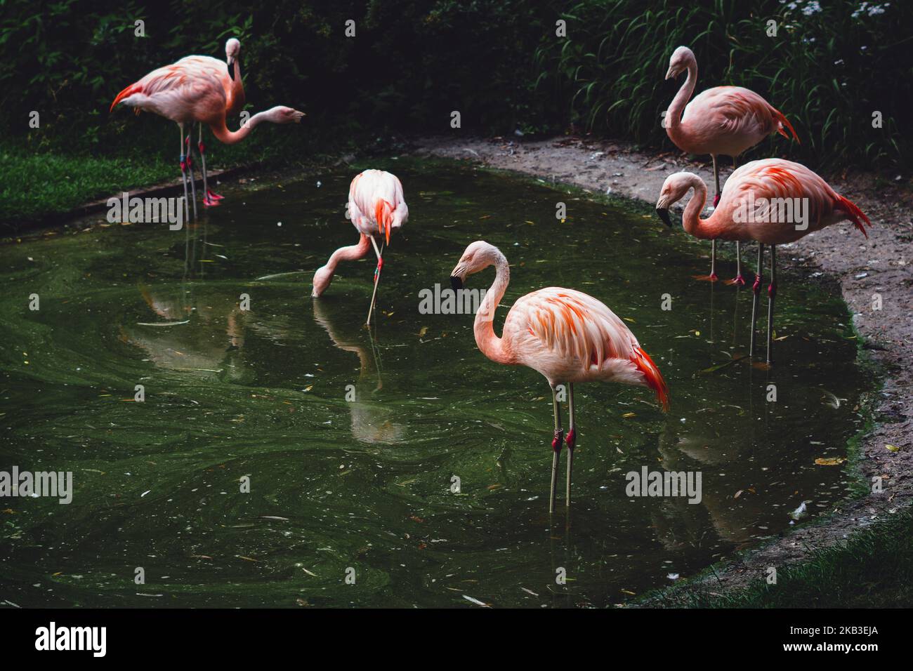 Beautiful pink flamingos in the garden, nature flora. The picture was ...