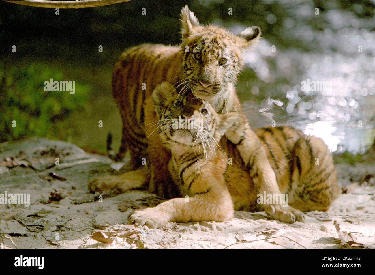 TWO BROTHERS, KUMAL, SANGHA THE TIGERS CUBS, 2004 Stock Photo - Alamy