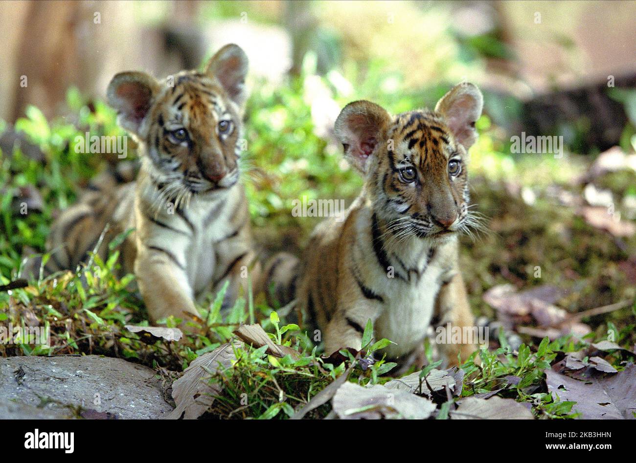 TWO BROTHERS, KUMAL, SANGHA THE TIGERS CUBS, 2004 Stock Photo - Alamy
