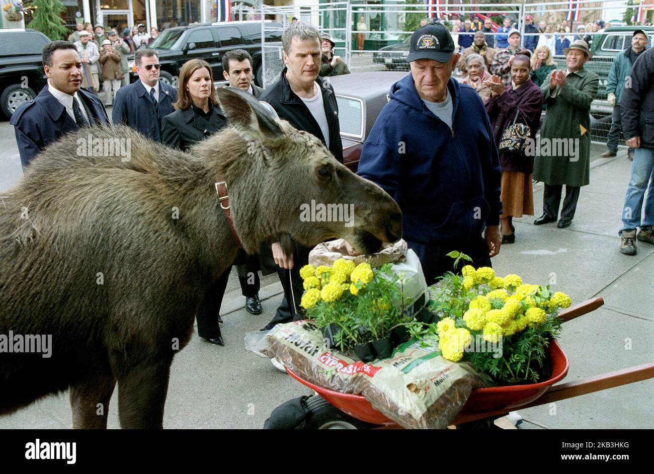 WELCOME TO MOOSEPORT, GENE HACKMAN, BRUCE THE MOOSE, 2004 Stock Photo ...