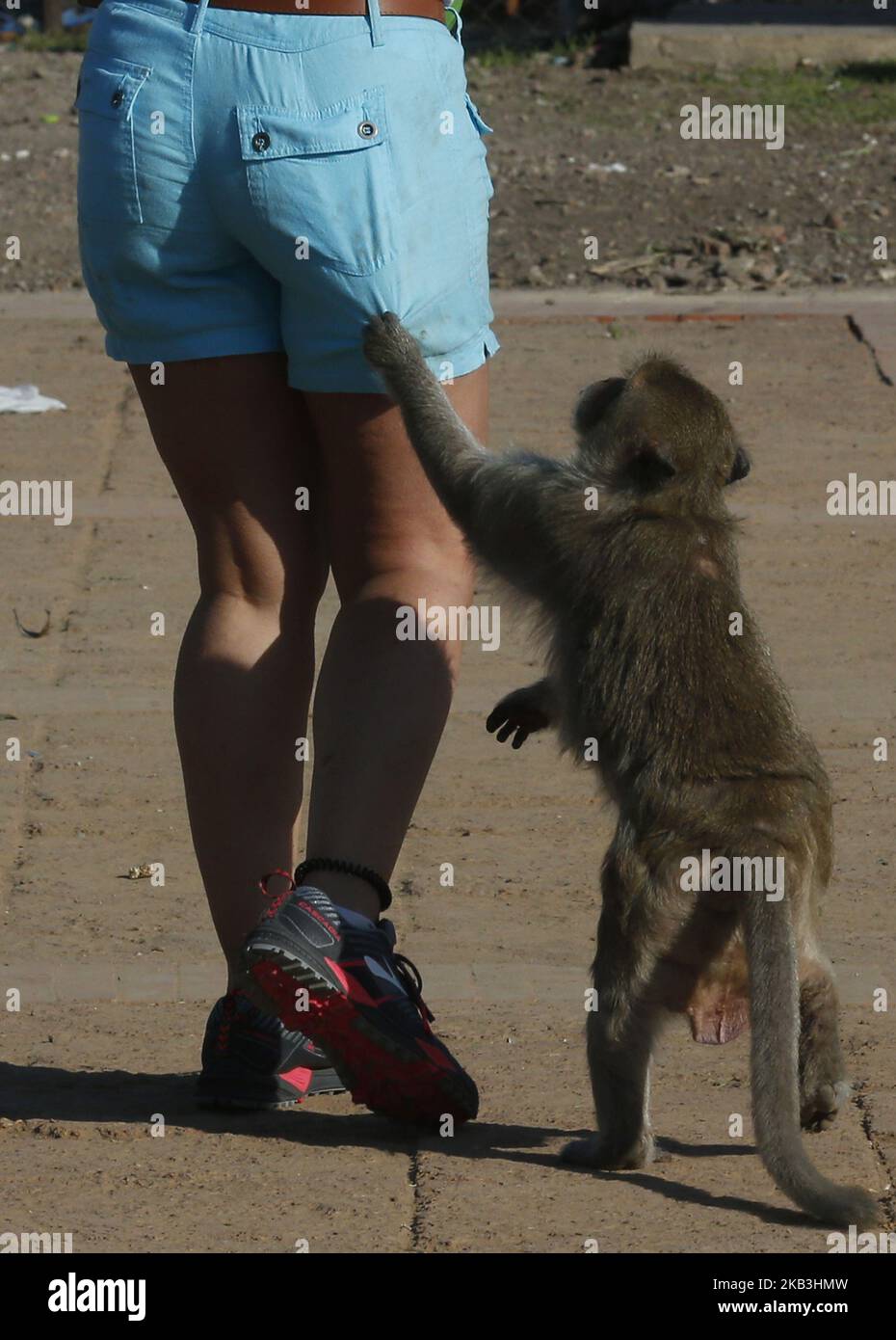 A monkey pull a shorts of a tourist during the annual Monkey Buffet ...