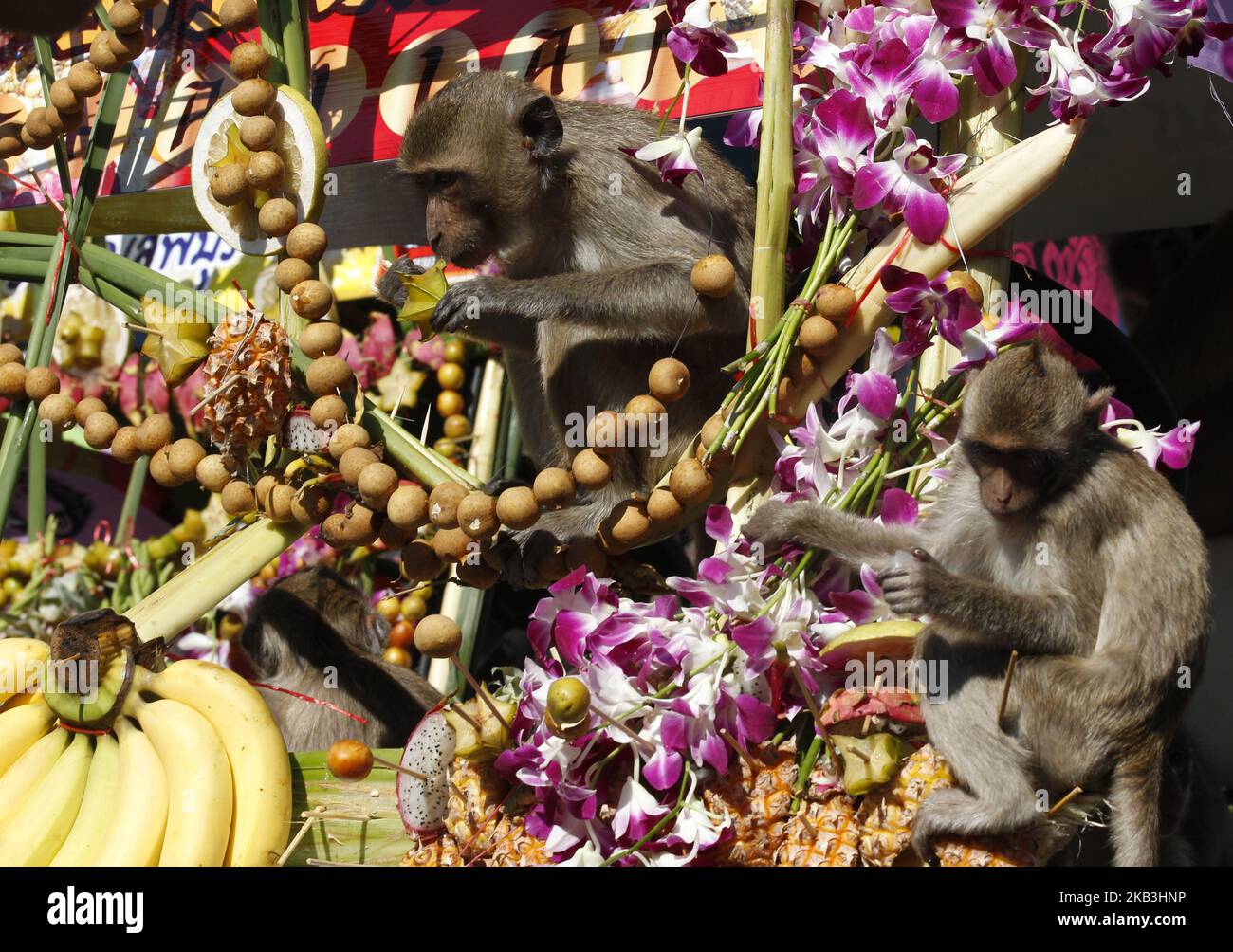 Monkeys eat fruits and vegetables during the annual Monkey Buffet ...