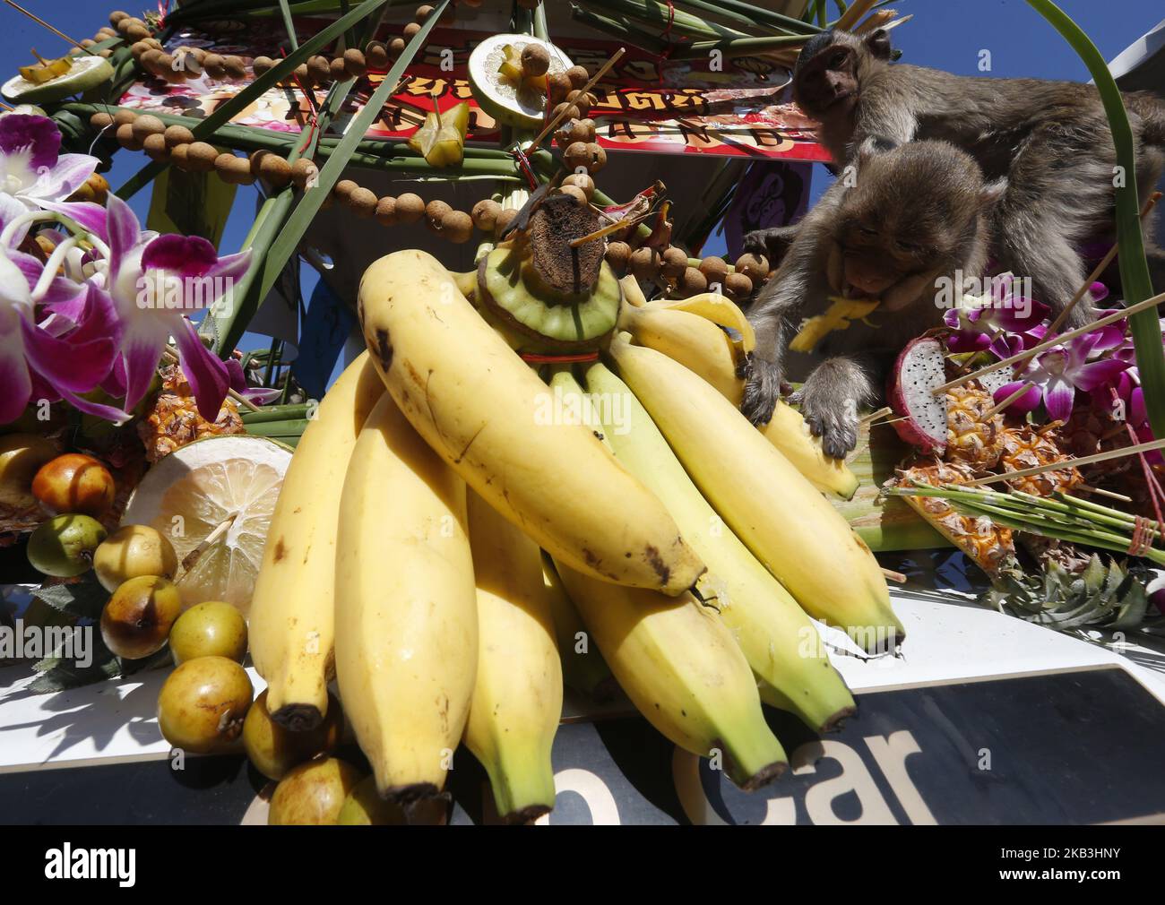 Monkeys eat fruits and vegetables during the annual Monkey Buffet ...