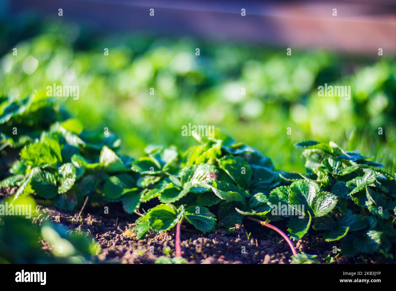 Strawberry crops planted in soil get ripe under sun. Cultivated land ...