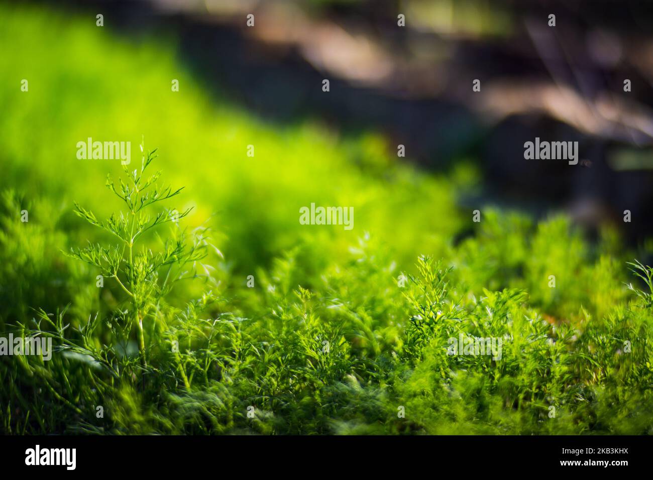 Green nature sprout in the soil hi-res stock photography and images - Alamy
