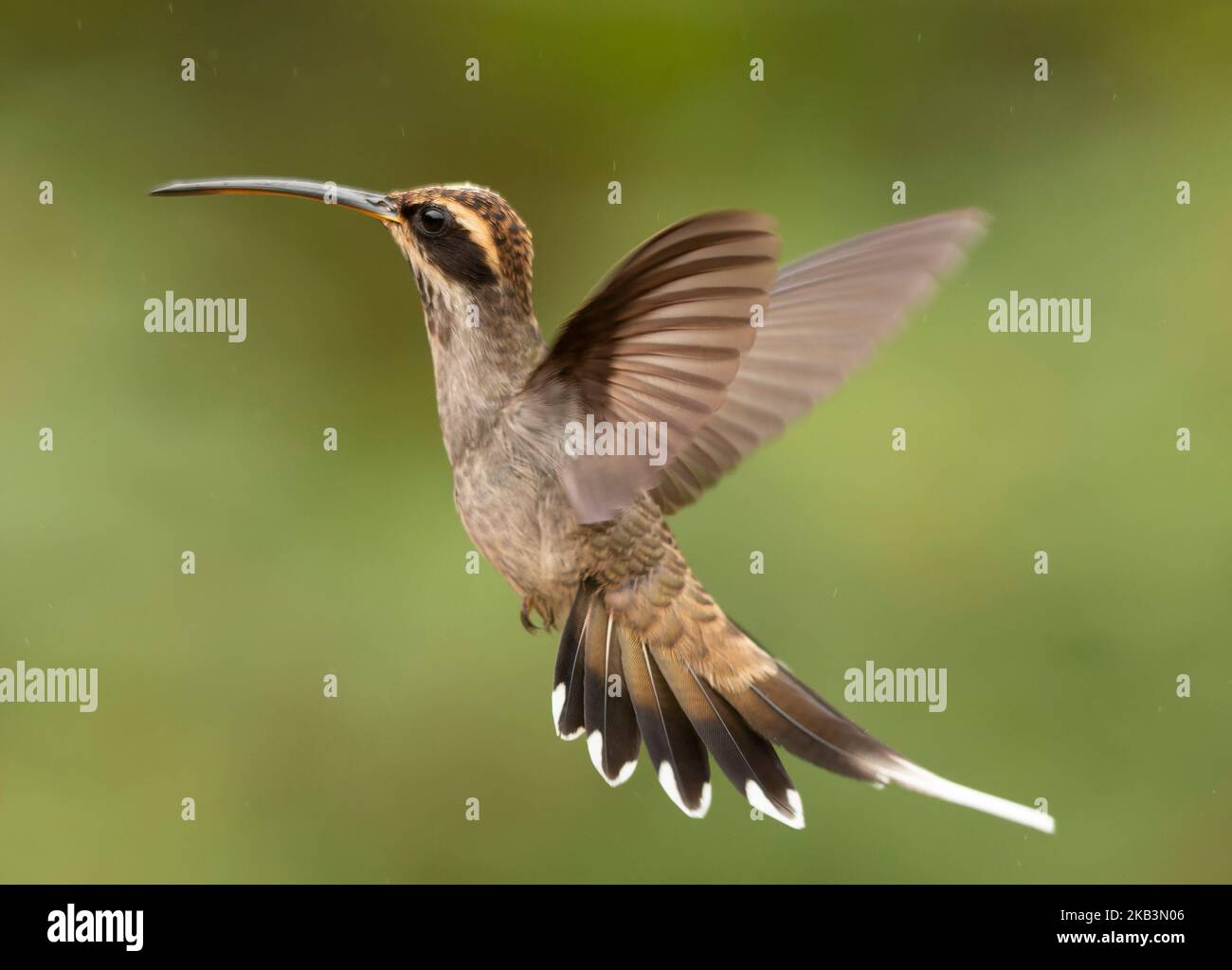 Vida na selva hi-res stock photography and images - Alamy