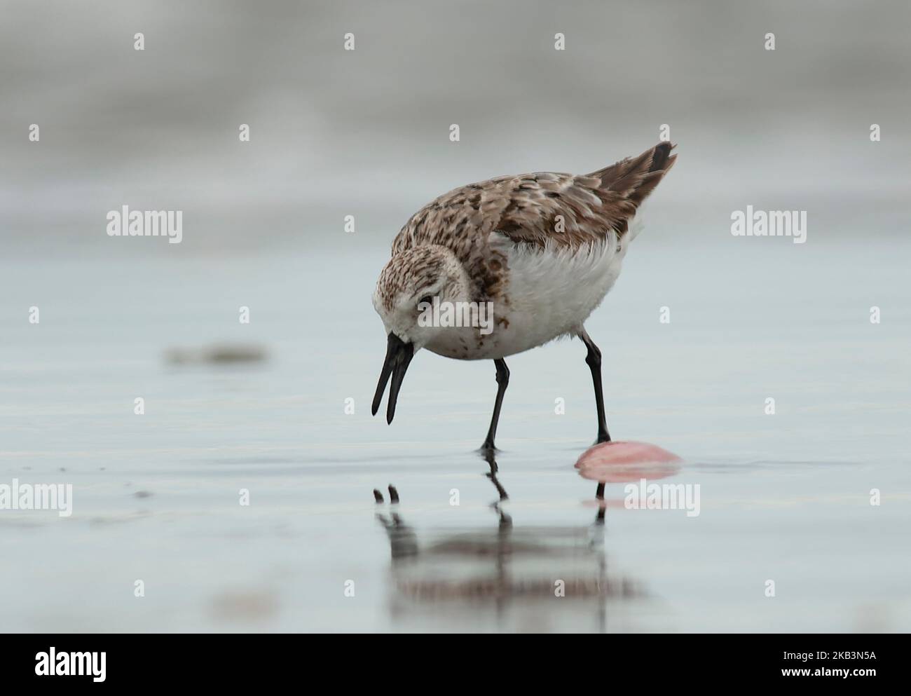 Cerrado birds hi-res stock photography and images - Alamy