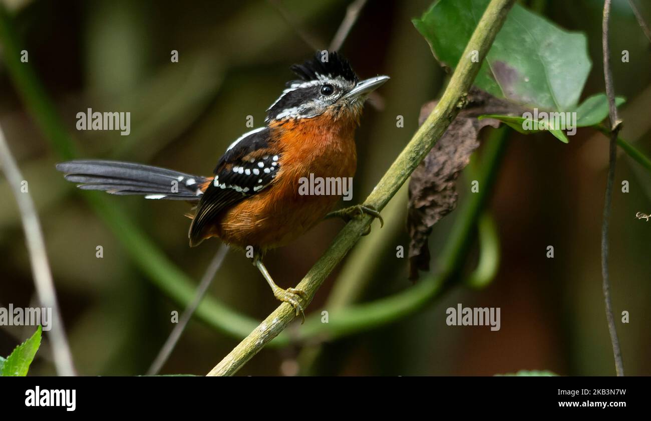 Cerrado birds hi-res stock photography and images - Alamy