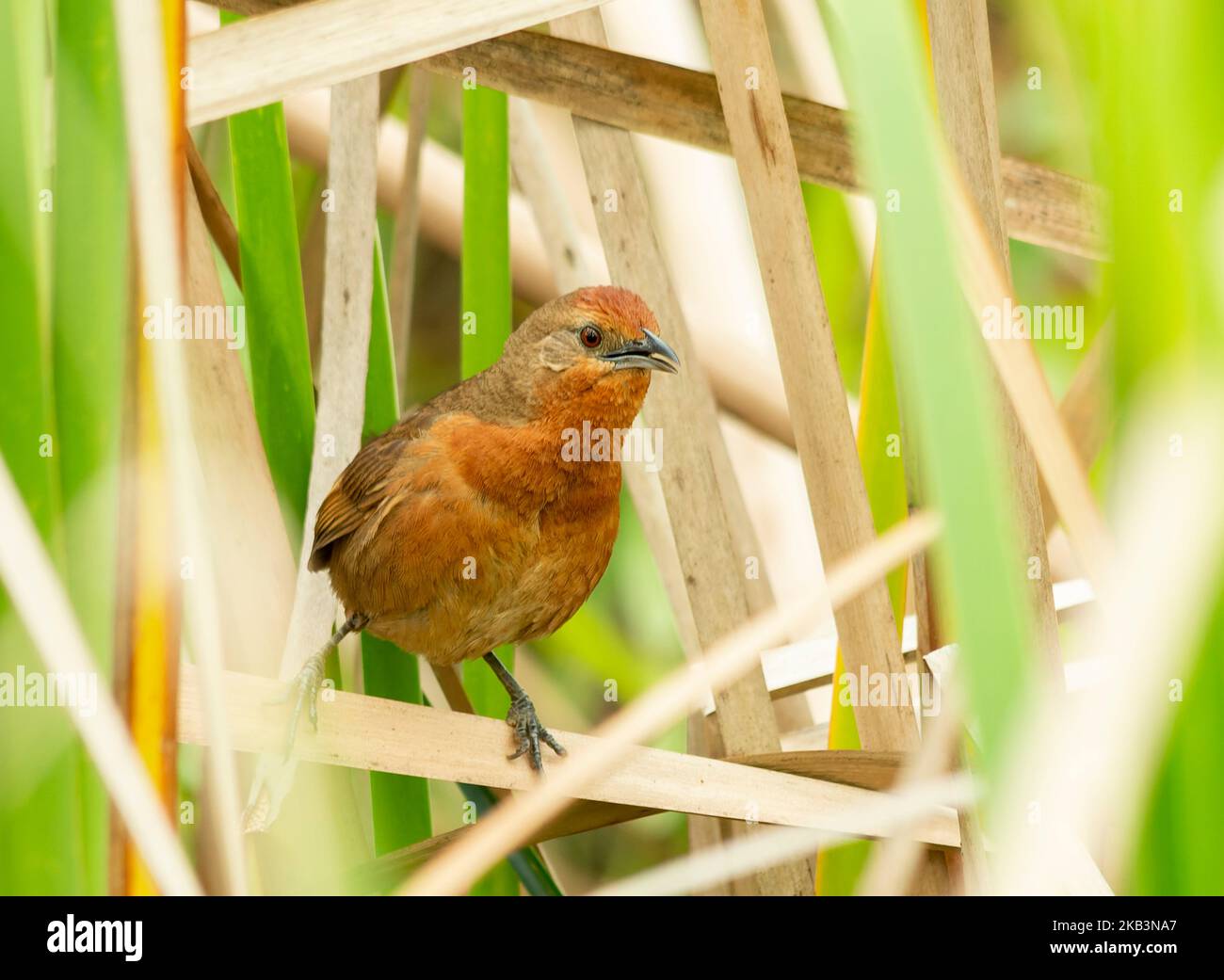 Vida na selva hi-res stock photography and images - Alamy