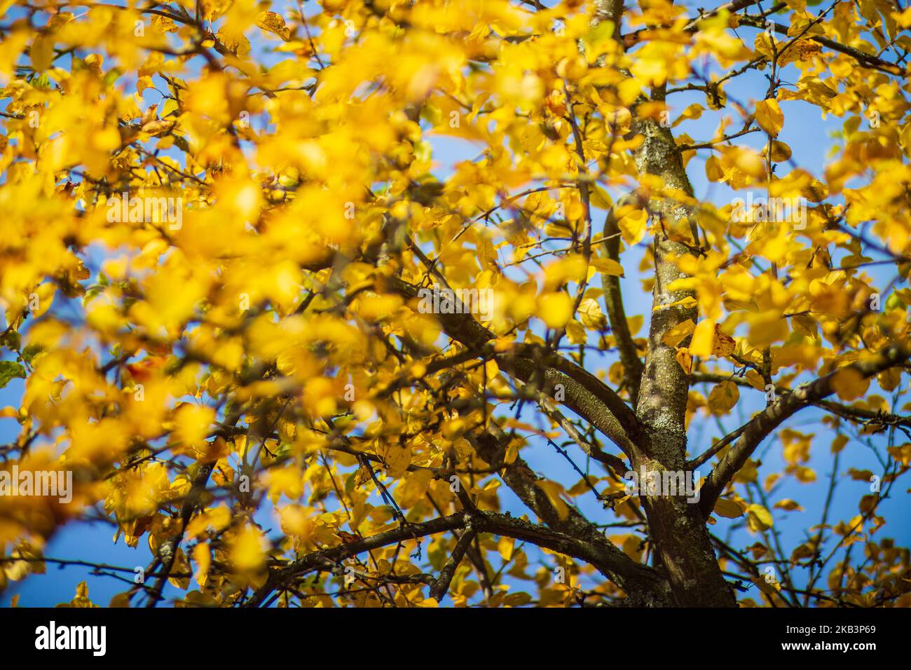 Tree branch with colorful autumn leaves close up. Autumn background ...
