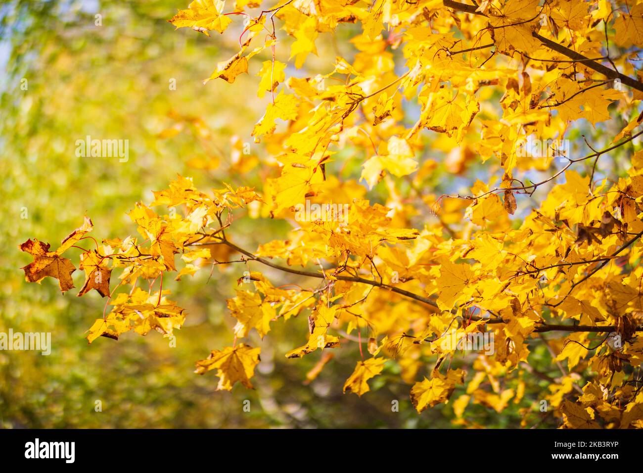 Tree branch with colorful autumn leaves close up. Autumn background ...