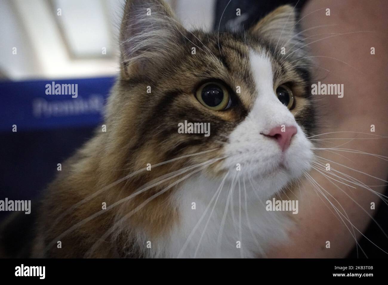 More than 300 cats from 20 different breeds participate in an ...