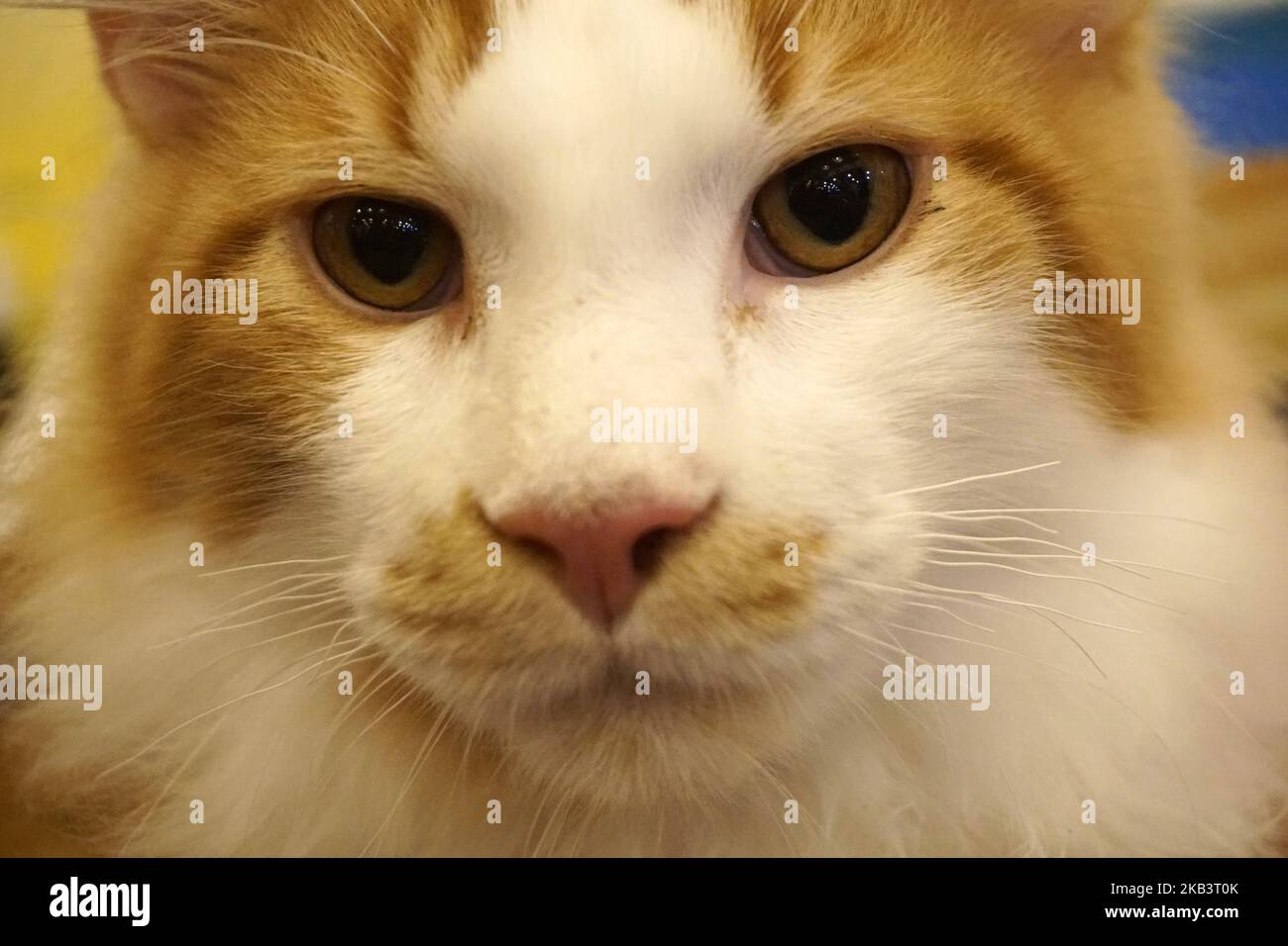 More than 300 cats from 20 different breeds participate in an ...