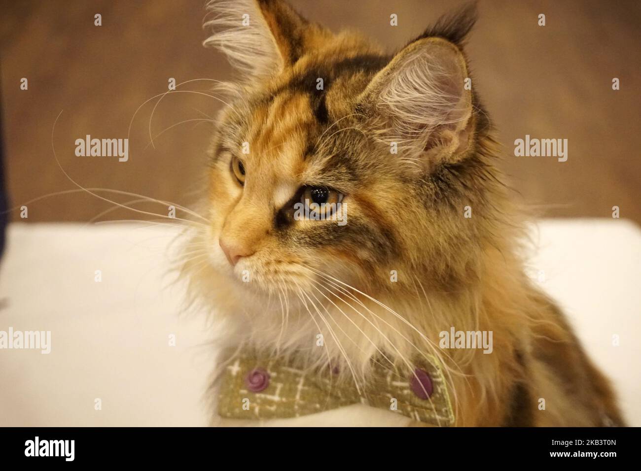 More than 300 cats from 20 different breeds participate in an ...