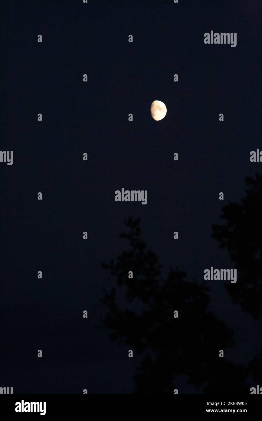 Night background moon tree hi-res stock photography and images - Alamy
