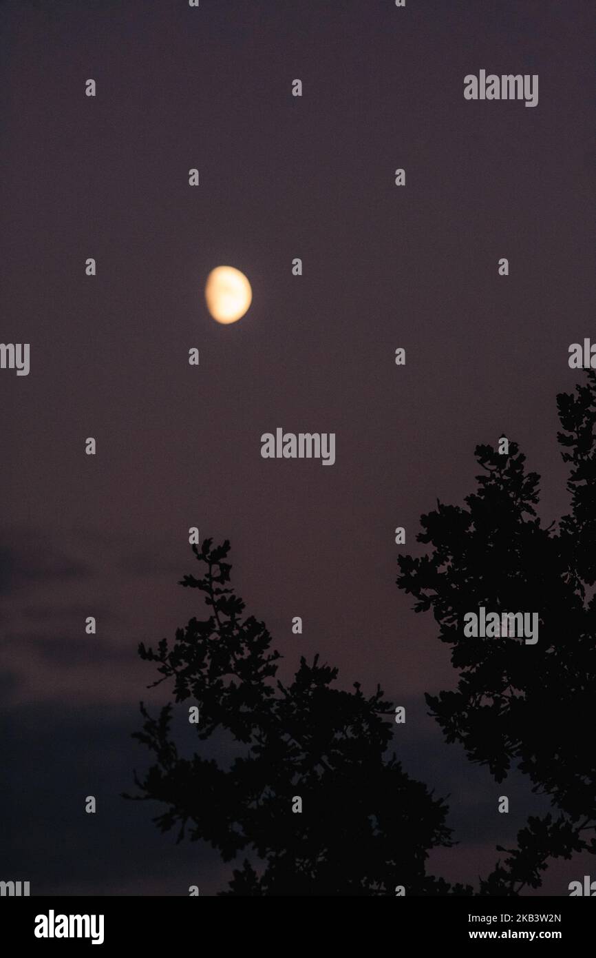 Crescent moon tree silhouette hi-res stock photography and images - Alamy