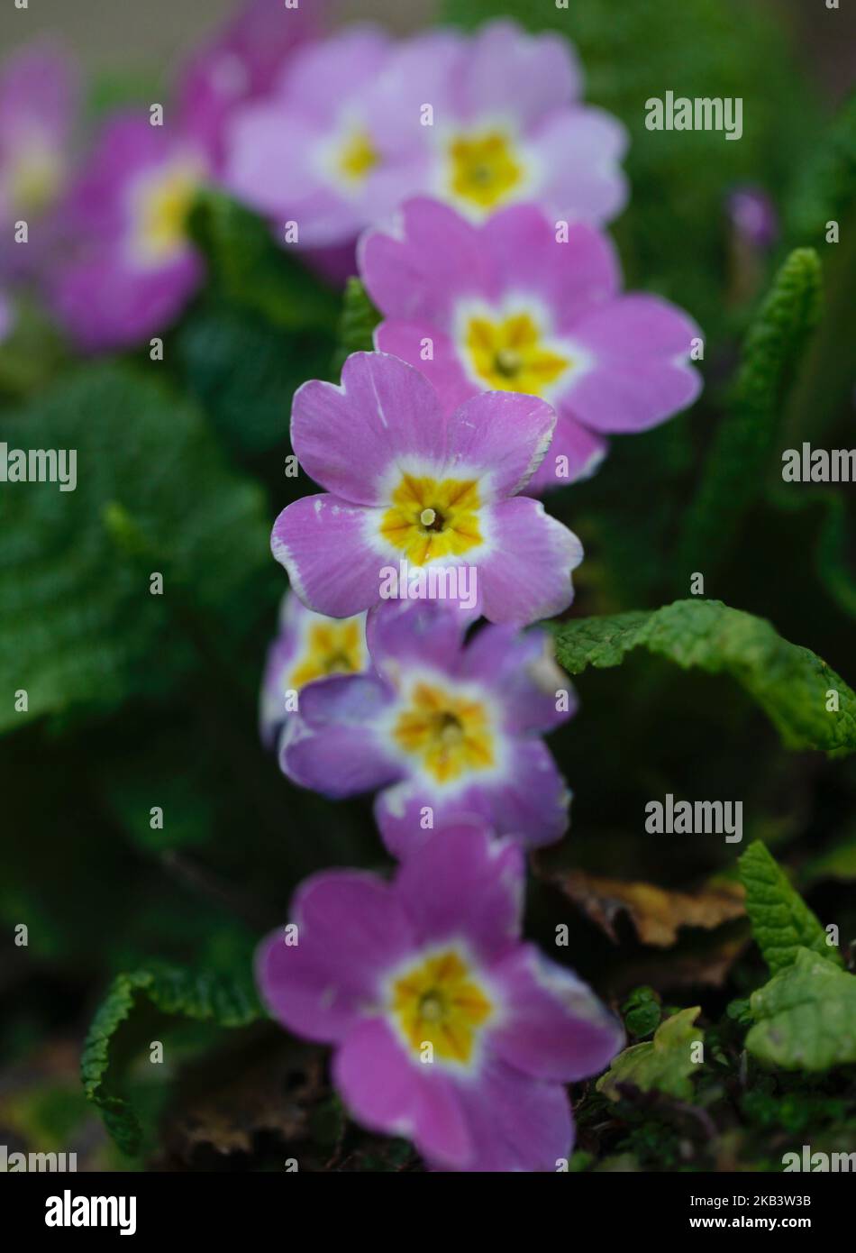 Spring Primrose flowers Stock Photo - Alamy