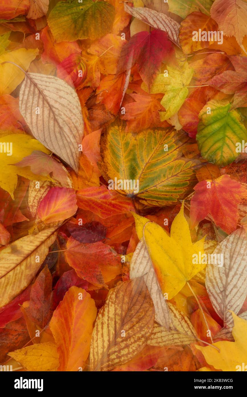 Leaf collage hi-res stock photography and images - Alamy
