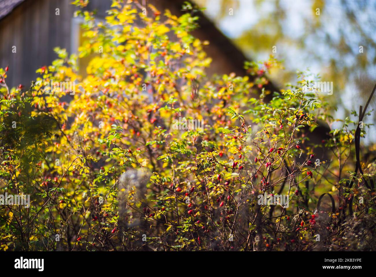 Tree branch with colorful autumn leaves close up. Autumn background ...