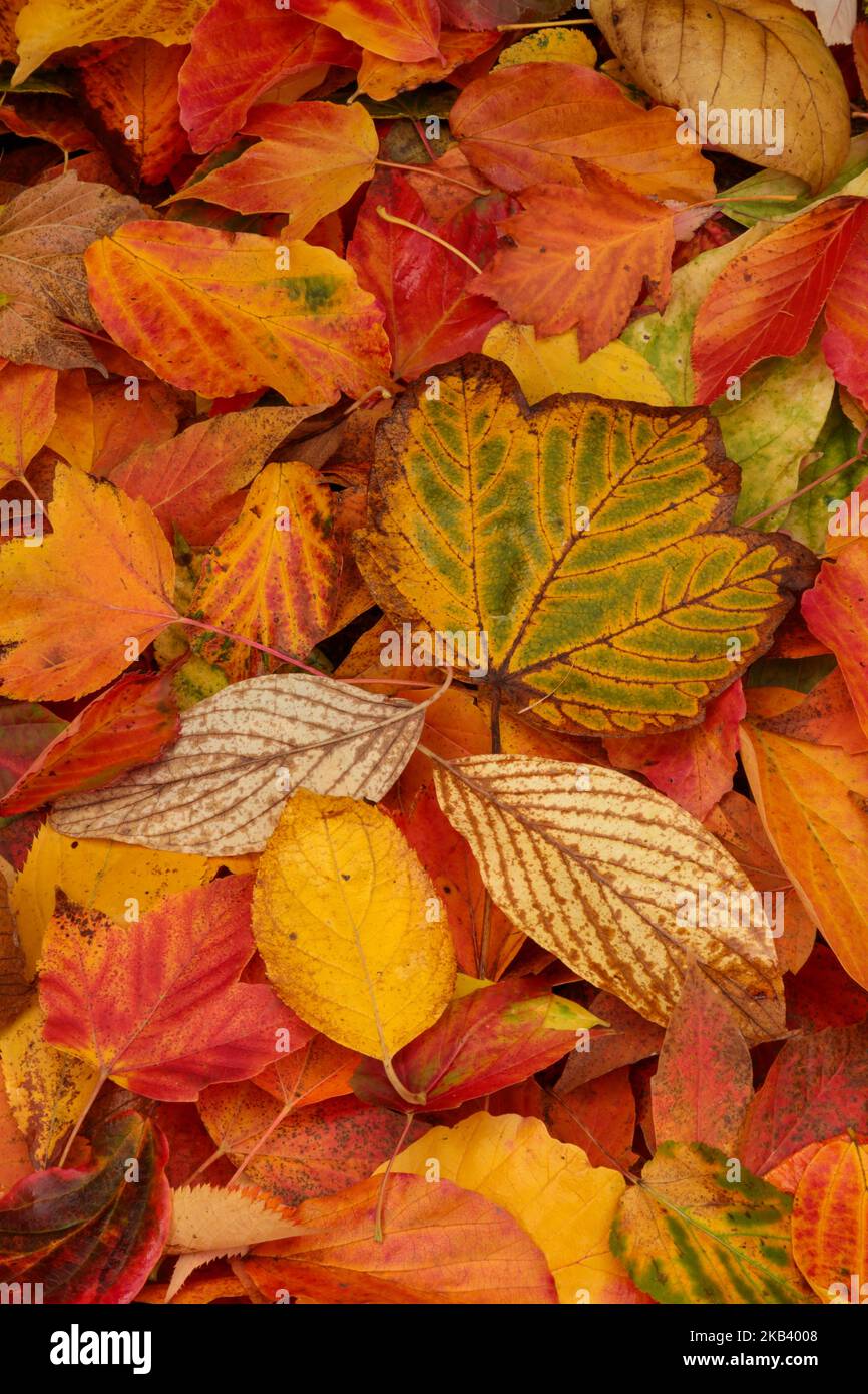 Leaf collage hi-res stock photography and images - Alamy