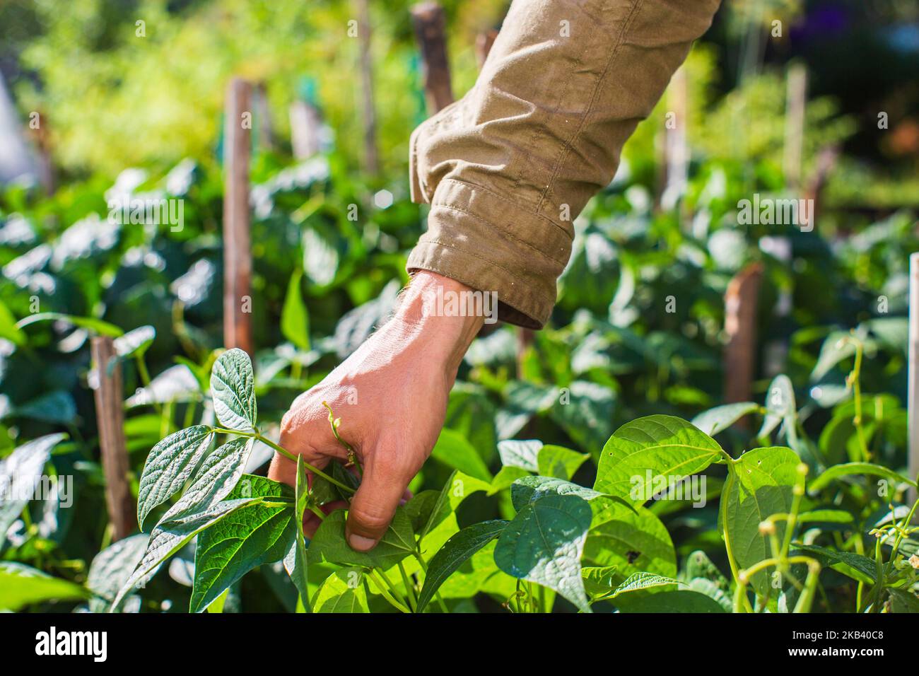 Farmer's hand touches agricultural crops close up. Growing vegetables ...
