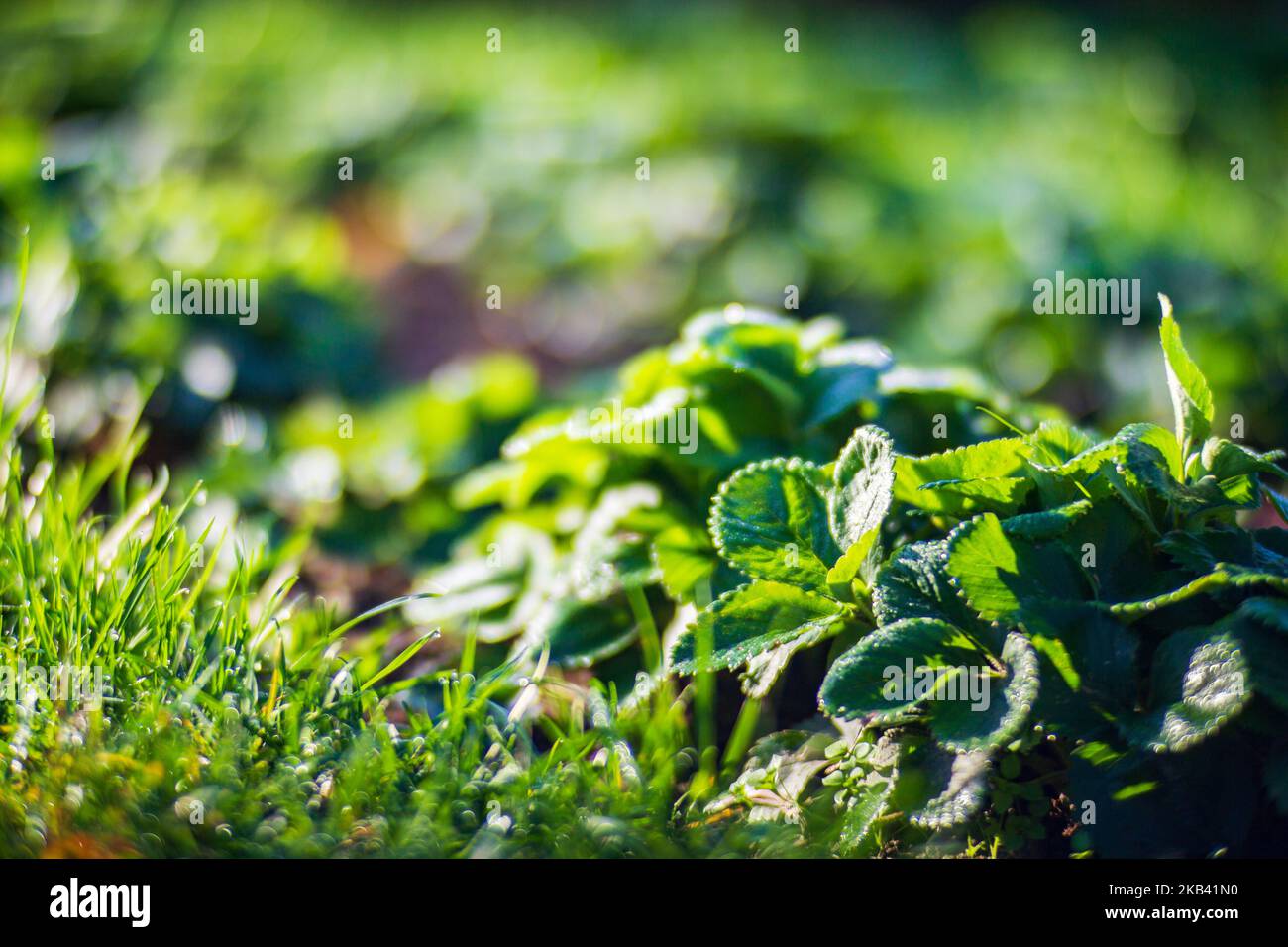 Strawberry crops planted in soil get ripe under sun. Cultivated land ...