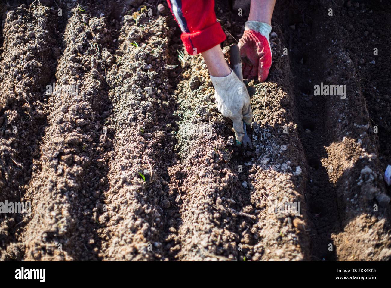 Planting agricultural seeds of garlic on a bed in the garden ...