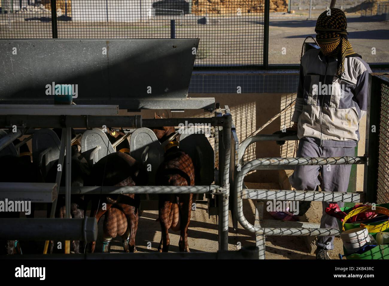 Iranian worker works at an industrial livestock in Qaleh Ganj County ...