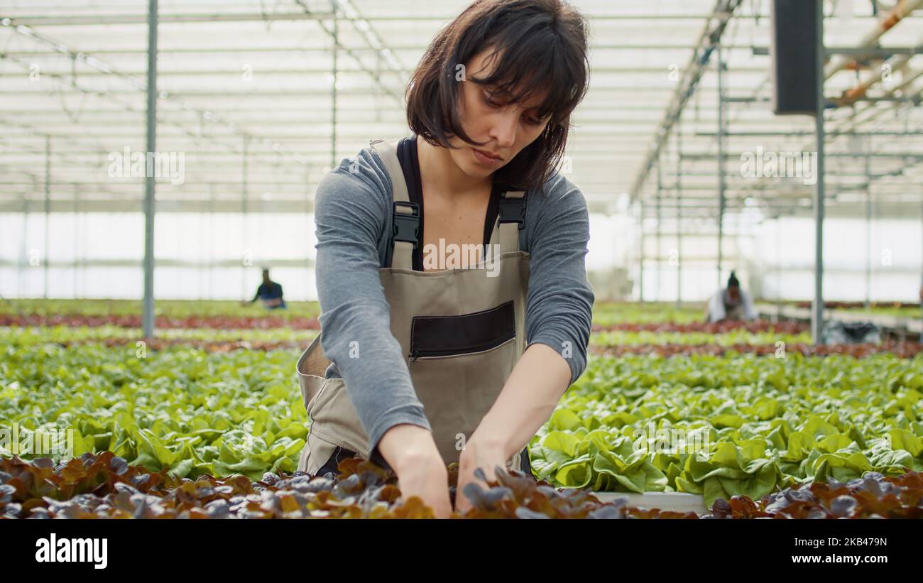 Greenhouse crop inspection hi-res stock photography and images - Alamy
