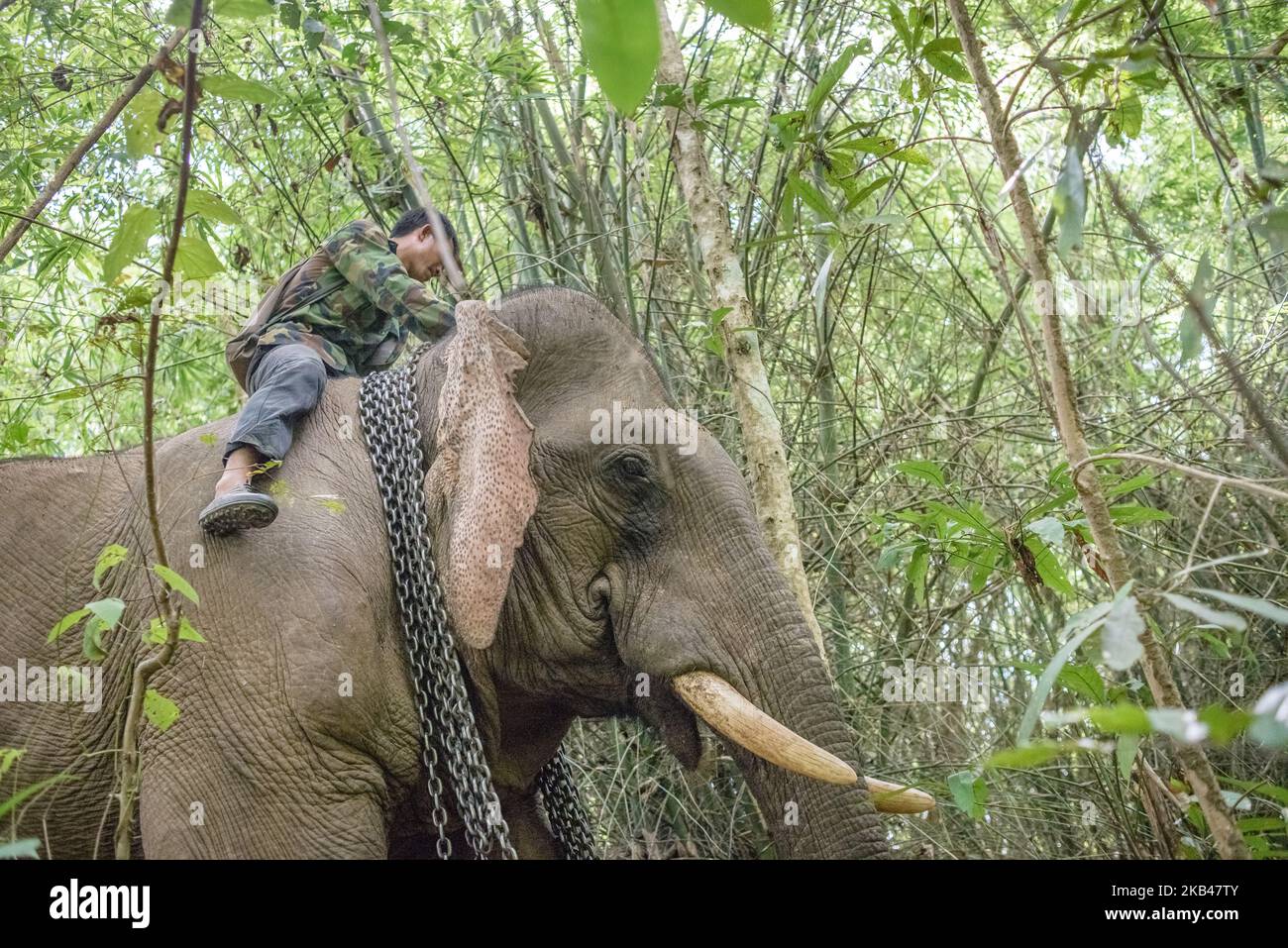 Mahouts (elephant keepers) take elephants to a new place deep in the ...
