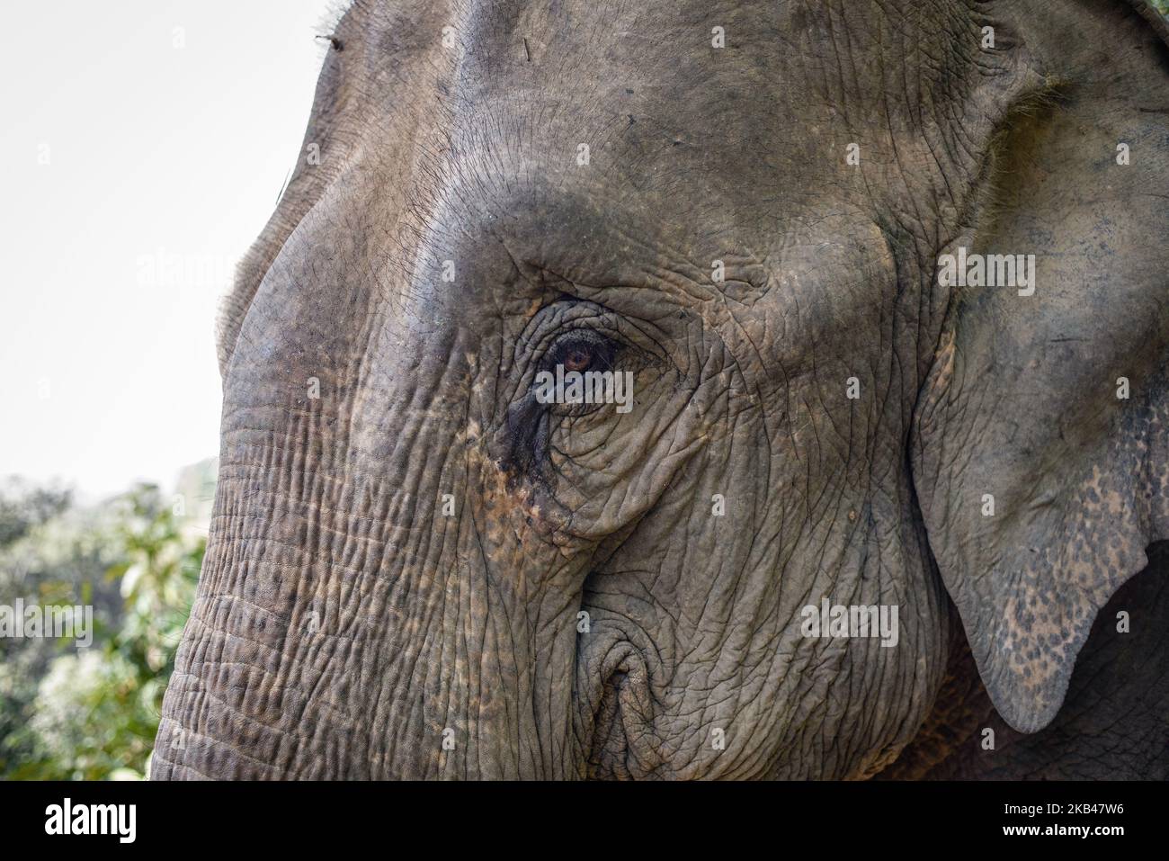 Close-up of the elephant in the Elephant Conservation Center, Sayaboury ...