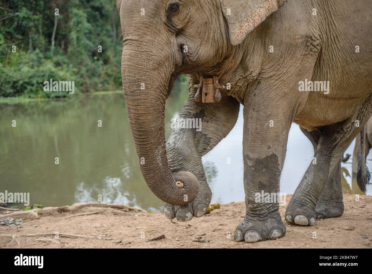 The elephant scratches himself with a stick in the Elephant ...