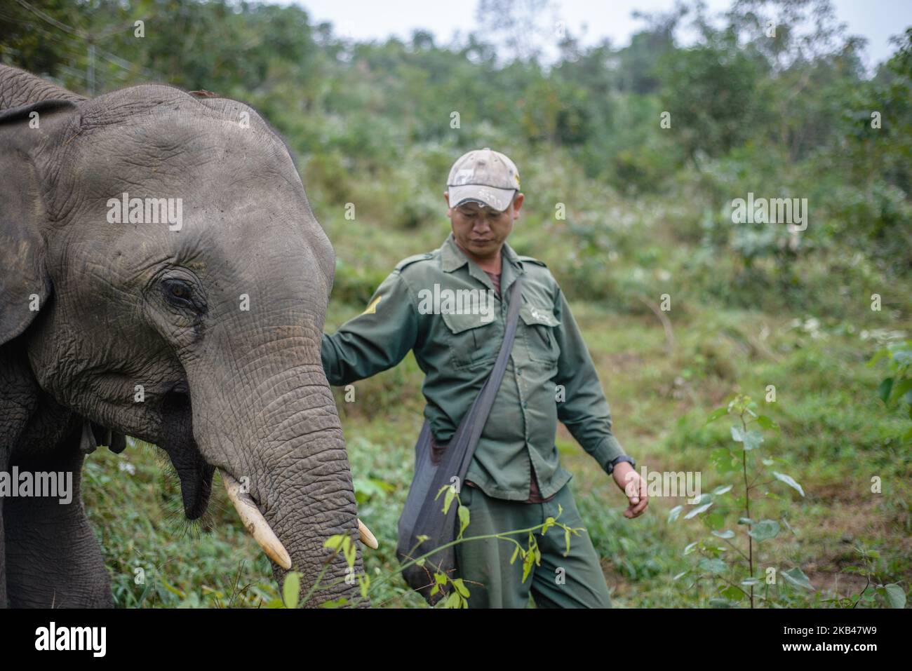 Seven-year-old elephant with the mahout (elephant keeper) in the ...