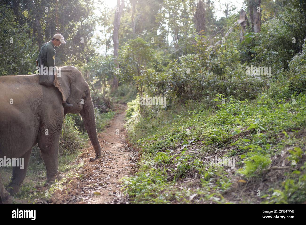 Mahouts (elephant keepers) lead elephants into the forest after ...