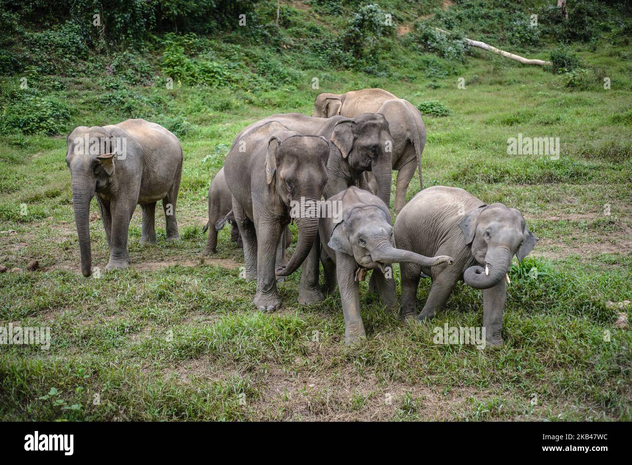 Elephants in Socialization Area in the Elephant Conservation Center ...