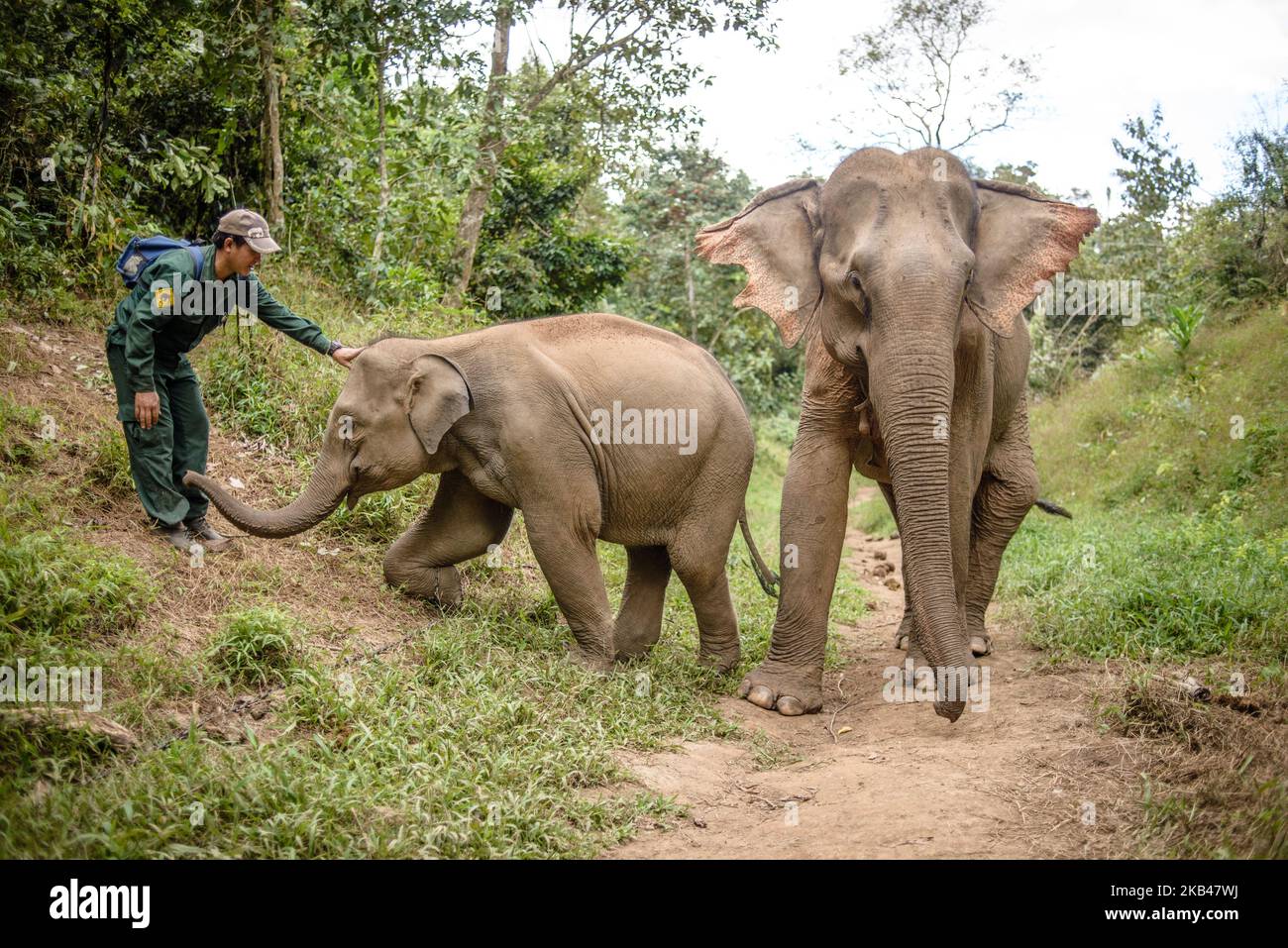 Mother with a three year old baby in the Elephant Conservation Center ...